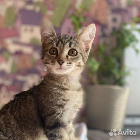 Кошки