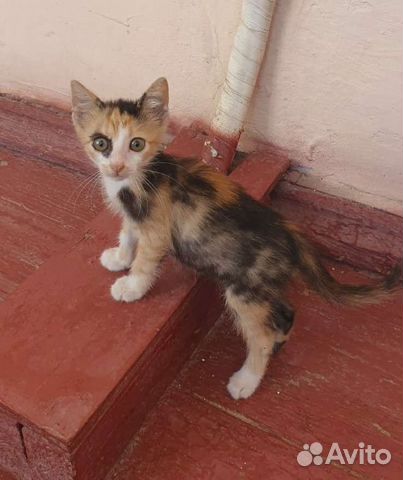 Шуша котенок девочка