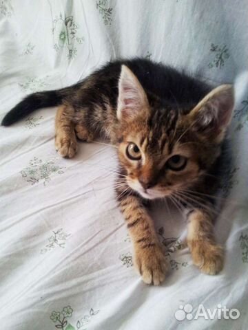 Котята в добрые руки. Малышка Соня ищет дом