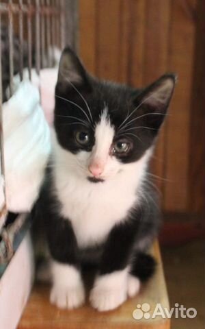 Котенок ищет дом