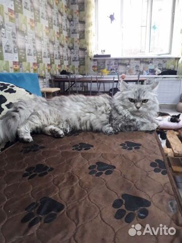 Кошка