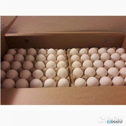 Инкубационное яйцо бройлера Арбор Айкрес