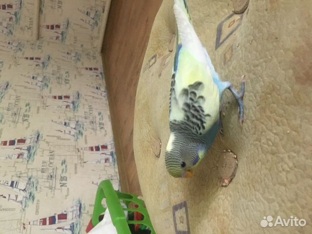 Волнистый попугай ручной