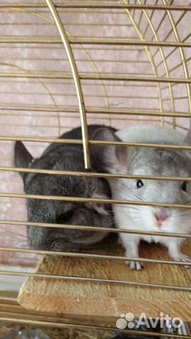 Домашние животные