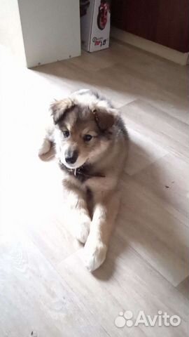 Щенок в добрые руки