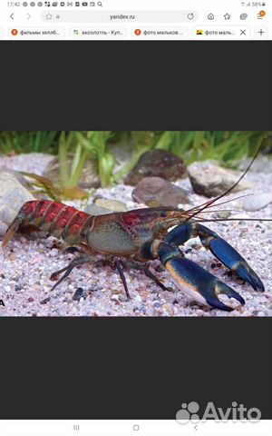 Малек Австралийского красноклешевого рака