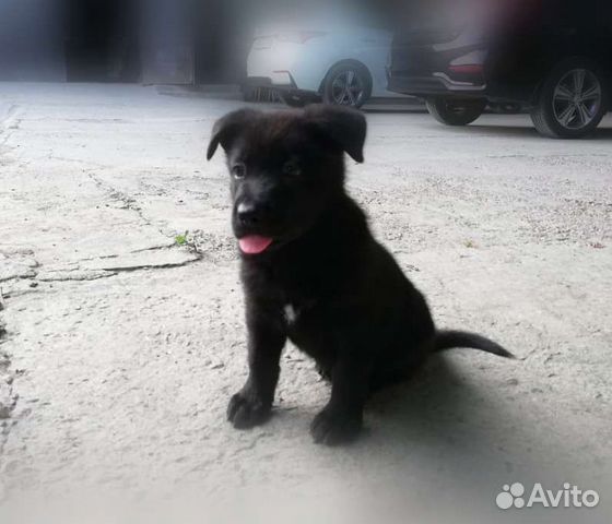 Немецкая овчарка