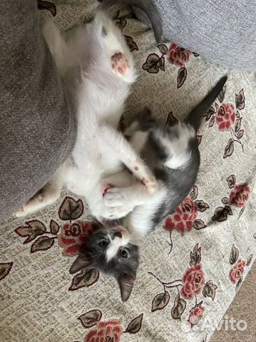Котята