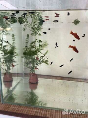 Мальки моллинезий и меченосцев (около 50)