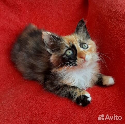 Котёнок малышка уникального окраса в дар
