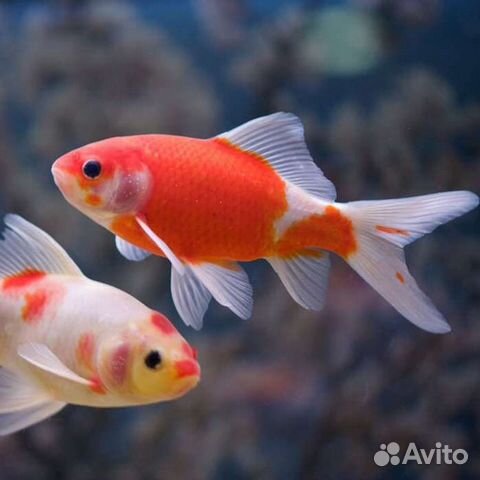 Живая рыба для пруда