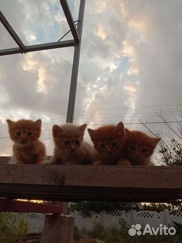 Котята в добрые руки бесплатно