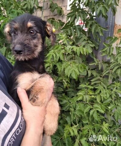 Щенок помесь болонки в добрые руки