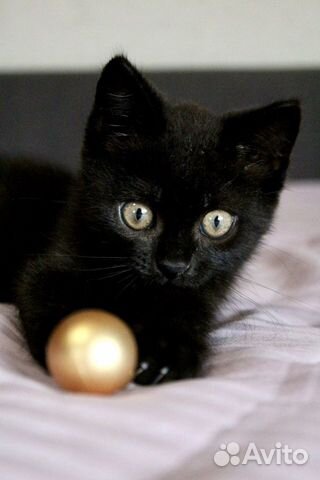 Мультяшный котик