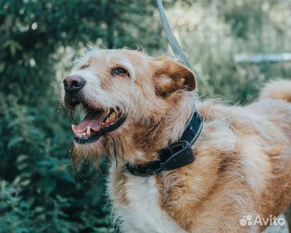 Рыжий попрыгунчик и добряк, пёс Модя