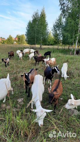 Козы и племенной козёл