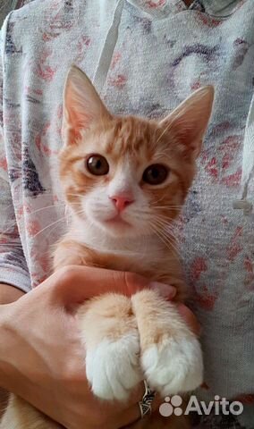 Рыжий котенок в добрые руки