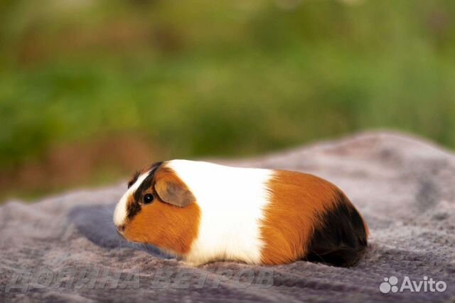 Морская свинка черепаховая с белым