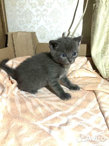 Котята кошечка котенок котёнок британцы черные