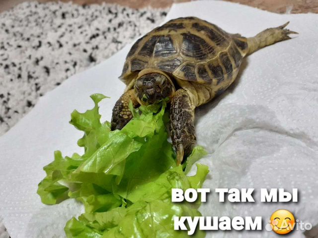 Черепаха сухопутная