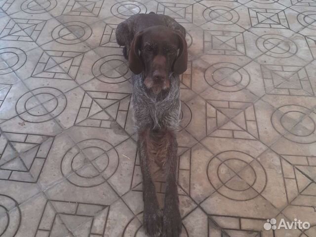 Продаю домашнюю собаку породы: неизвестной