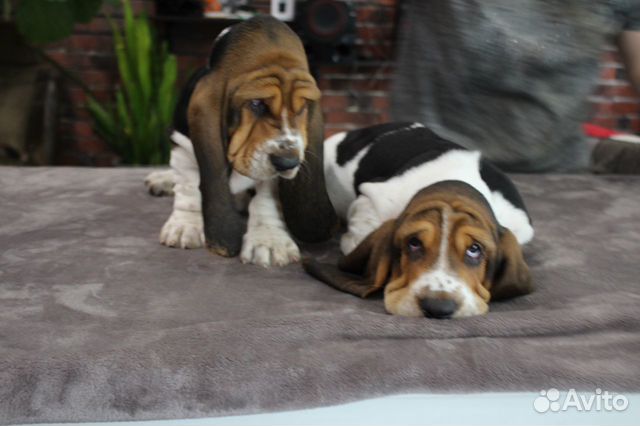 Щенки бассет хаунда