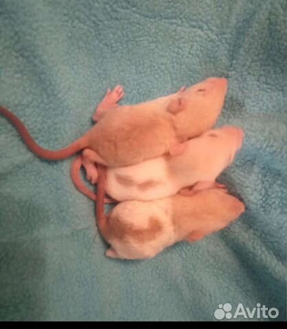 Крысята породистые