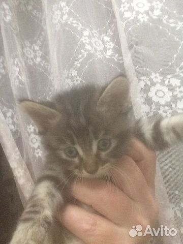 Котята - ангора- девочки, трех цветная, и темная