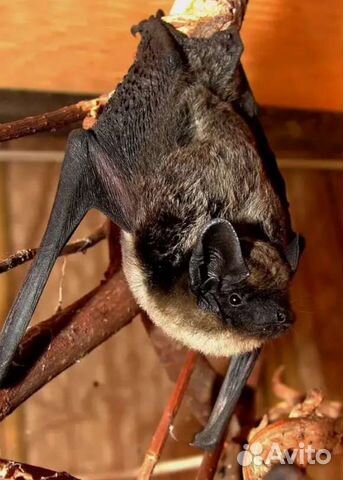 Летучая мышь