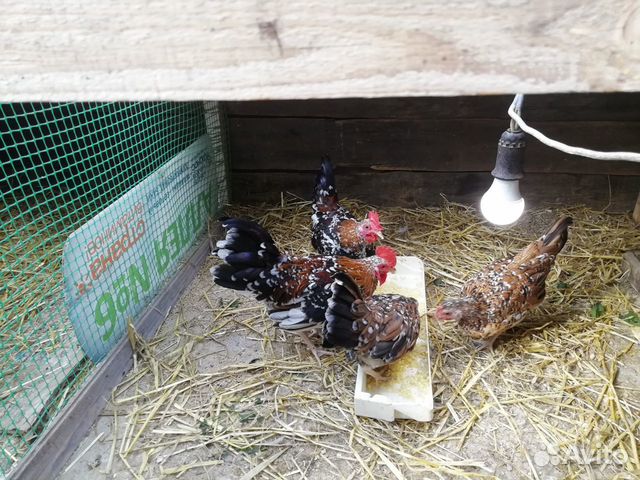 Петушки бентамки ситцевые