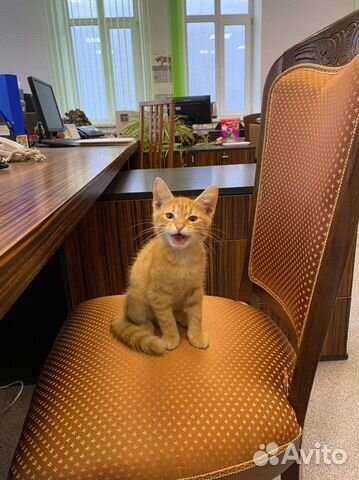 Котенок в добрые ручки