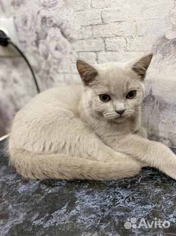 Британский котенок бесплатно