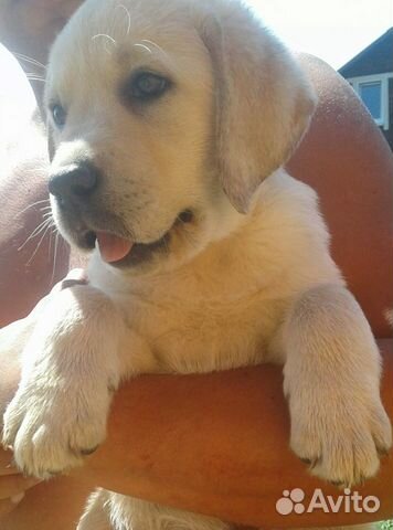 Палевые лабродетки