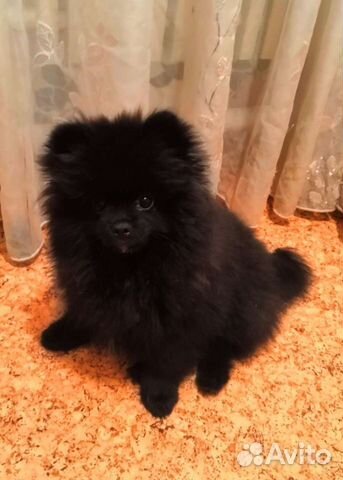 Померанский шпиц медвежьего типа