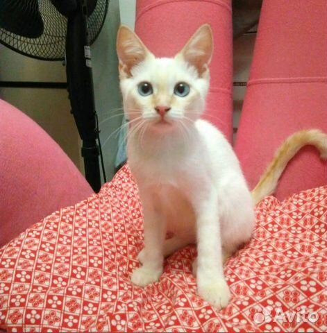 Голубоглазый котенок мальчик ищет дом