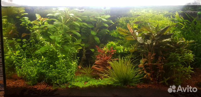 Аквариум акваэль