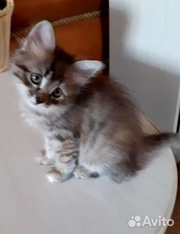 Котенок 1,5мес. в добрые руки бесплатно