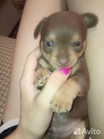 Щенки чихуахуа