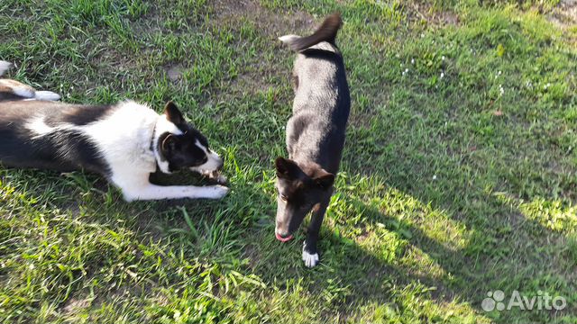 Продам щенка всл