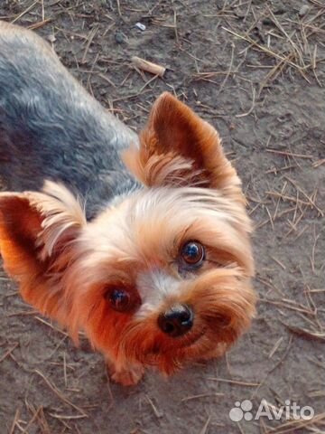 Потерялся Йорк девочка, Кировский район, ул Зорге