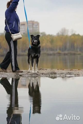 Жизнерадостный пес в добрые руки