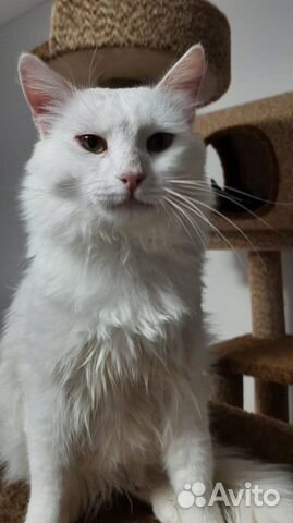 Кастрированный пацан ищет дом