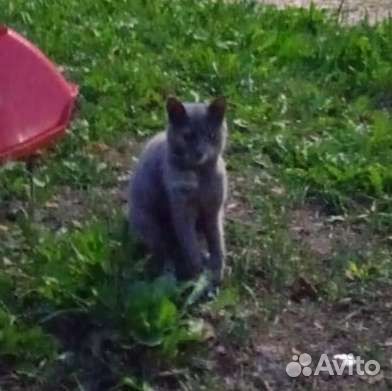 Кошка гладкошёрстная