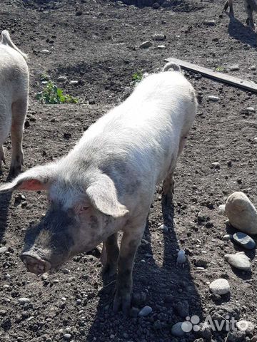 Продам хряка