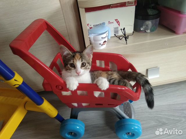 Два милых пушистика ищут дом и любящих хозяев