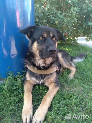 Крупный кобель в добрые руки