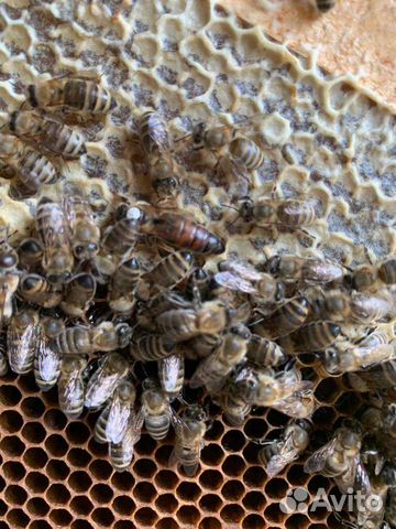 Продам пчёл на зимовку