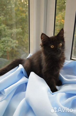 Котёнок в дар, в добрые руки