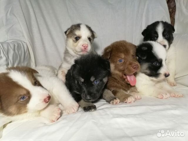 Полукровные хаски