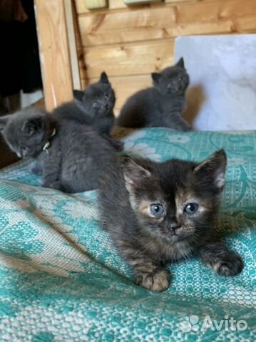 Котенок девочка черепашечего окраса